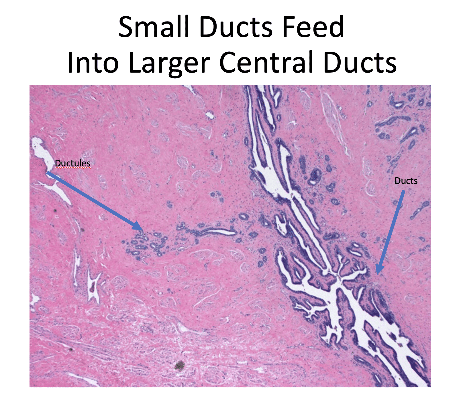 Breastfeeding Massage: Tips for Clogged Ducts & Engorgement